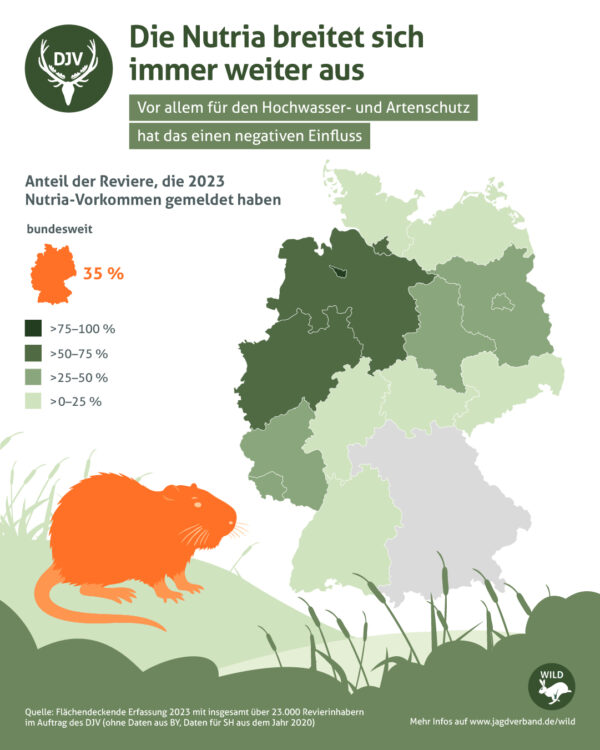 Invasive Nutria hat ihr Vorkommen verdoppelt - Landesjagdverband ...
